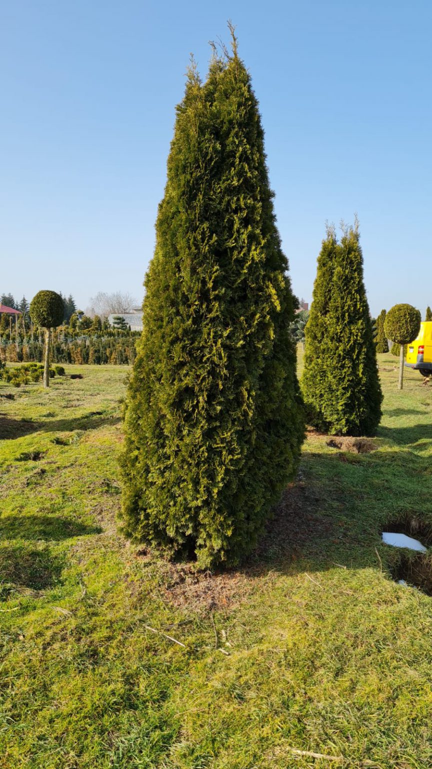Thuja Smaragd 140-160 cm Rotklump "EXKLUSIV" - Nordensgård - Exklusiva ...