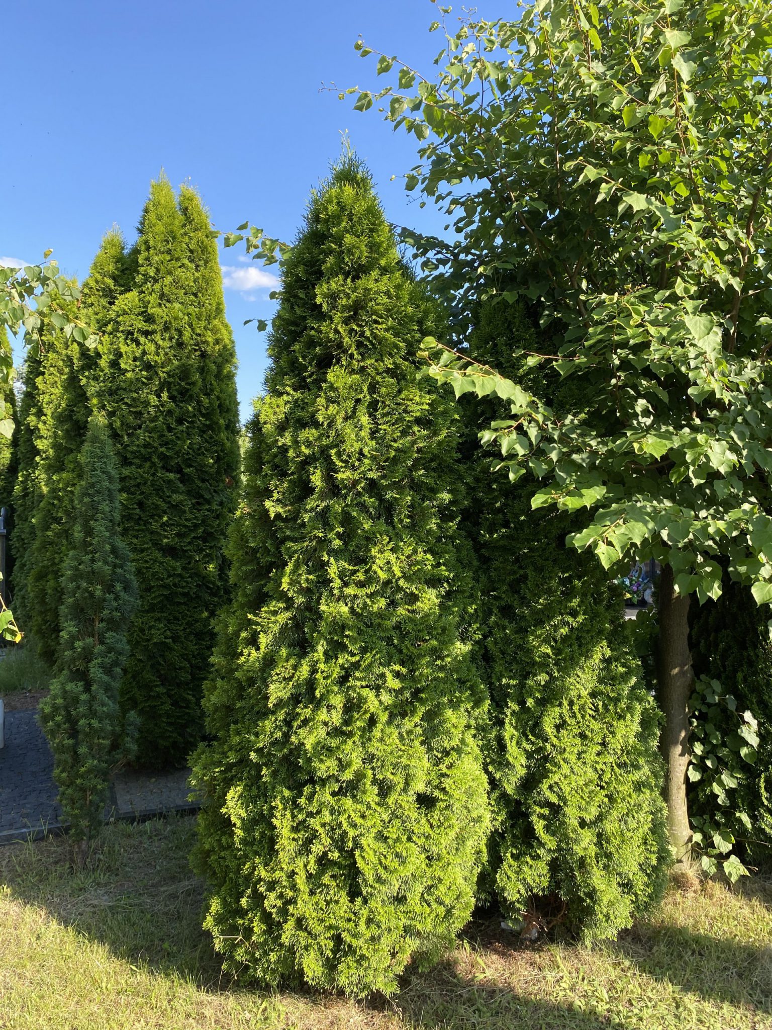 Thuja Smaragd 275-300 cm Rotklump "EXKLUSIV" - Nordensgård - Exklusiva ...
