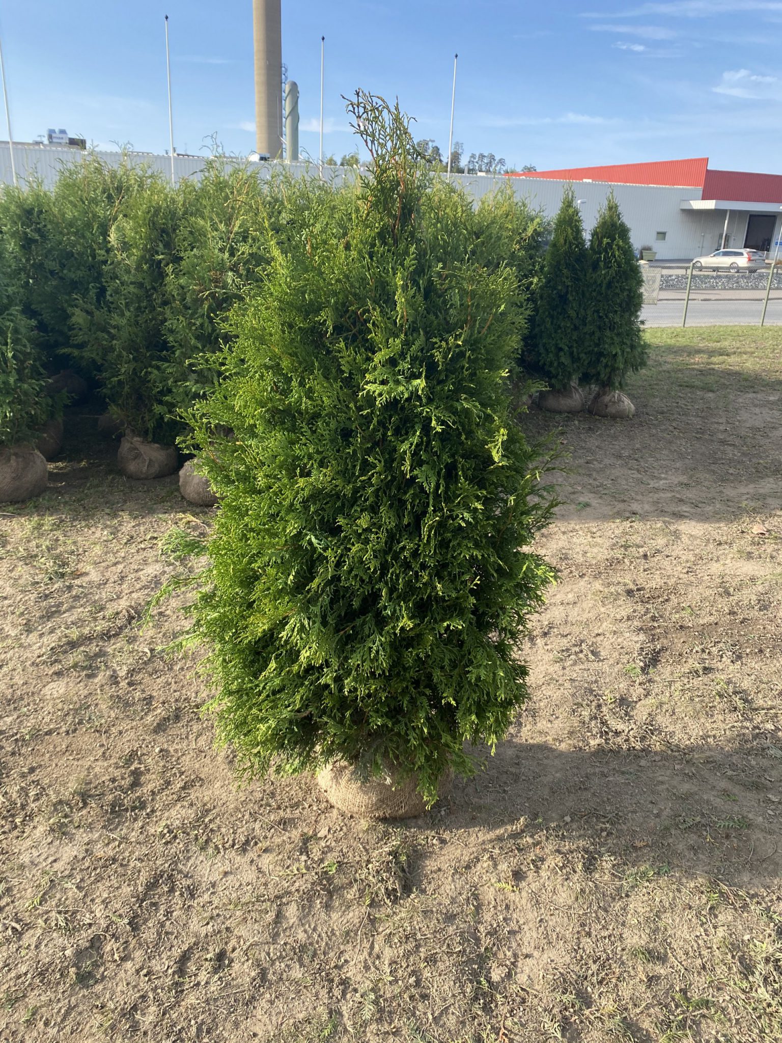 Thuja Brabant 120-140 cm Rotklump "EXKLUSIV" - Nordensgård