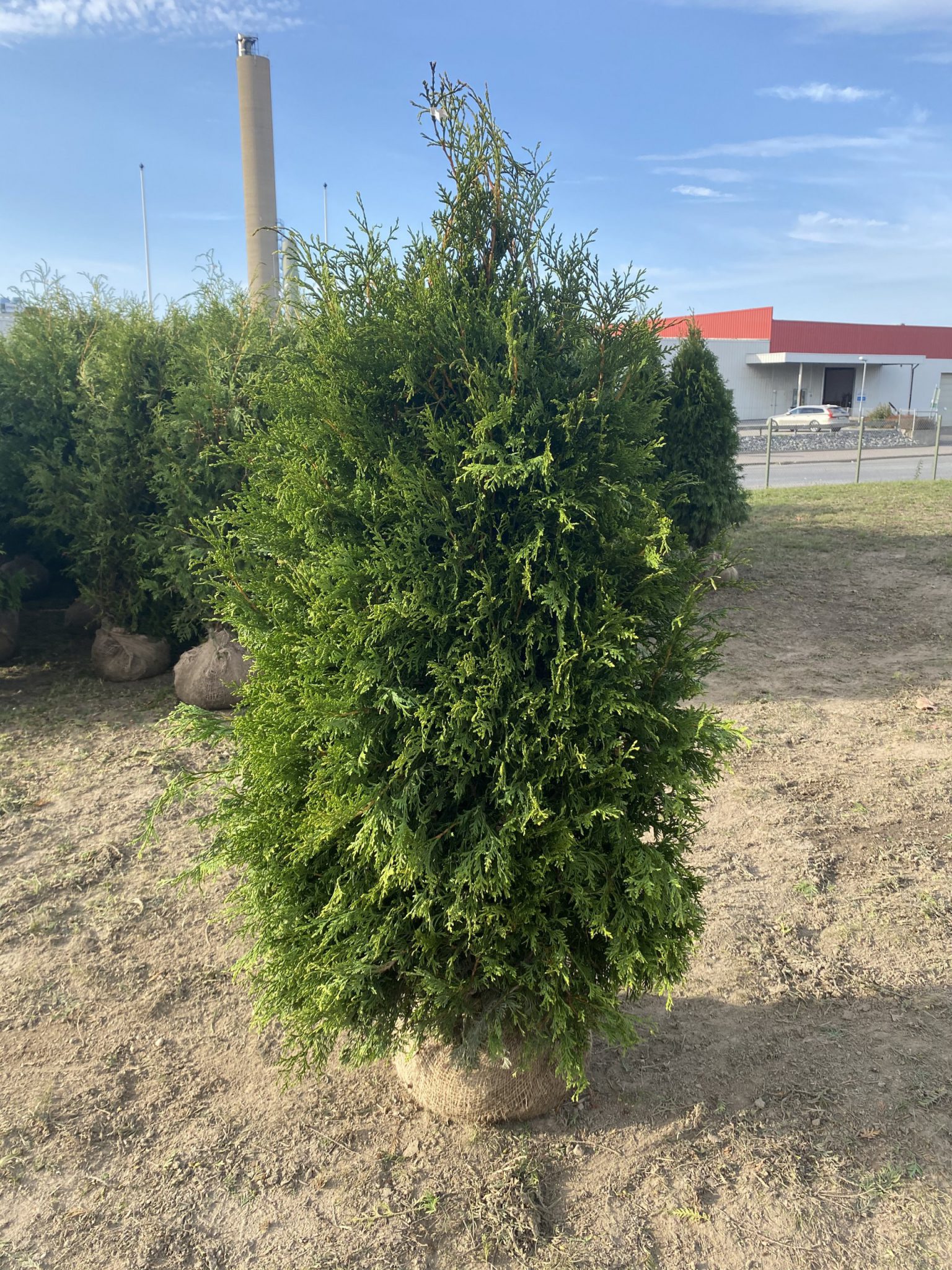 Thuja Brabant 140-160 cm Rotklump "EXKLUSIV" - Nordensgård