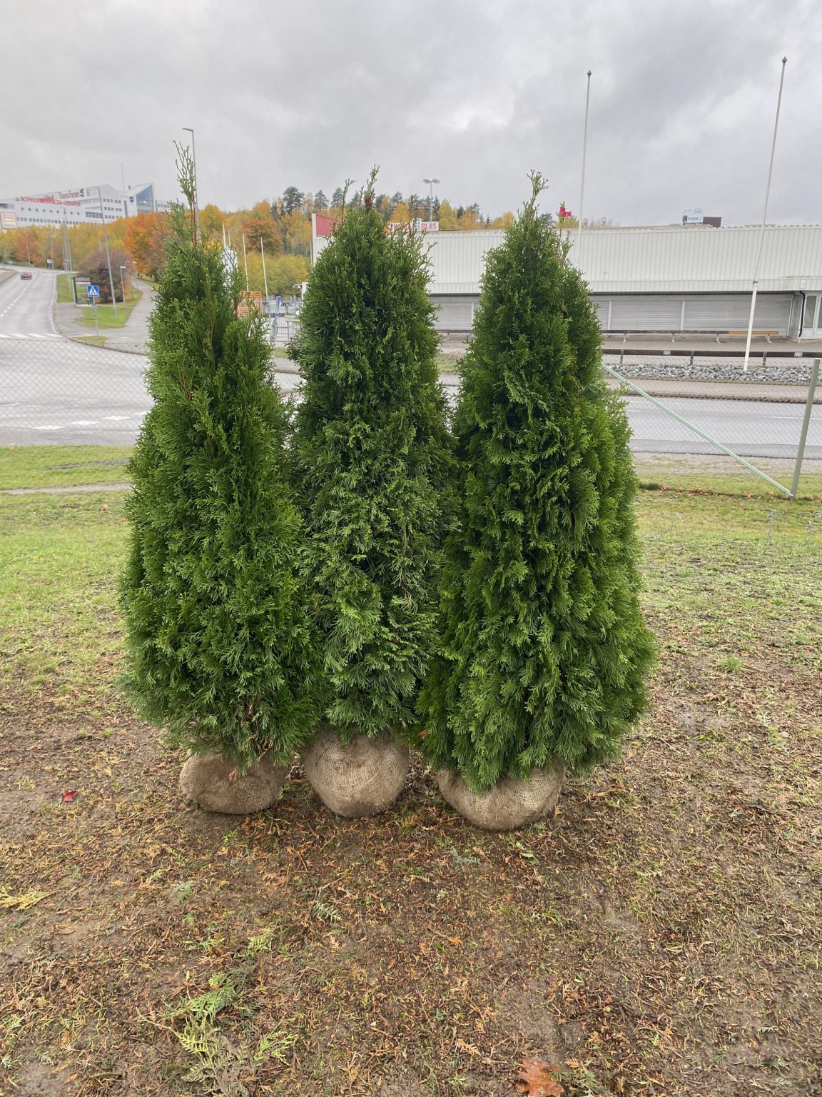 Thuja Smaragd 350-400 cm Rotklump "EXKLUSIV" - Nordensgård - Exklusiva ...