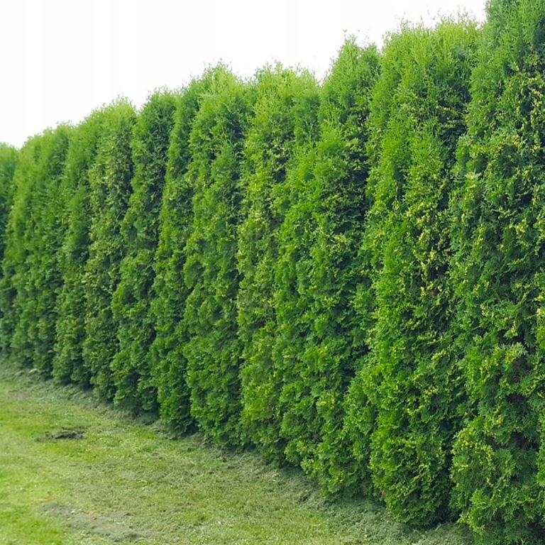 Thuja Columna 140 cm - NordensGård - Allt för trädgården