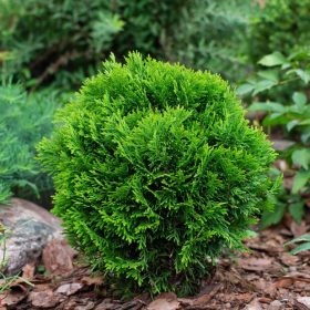 Beskärning av thuja steg för steg - NordensGård - Allt för trädgården