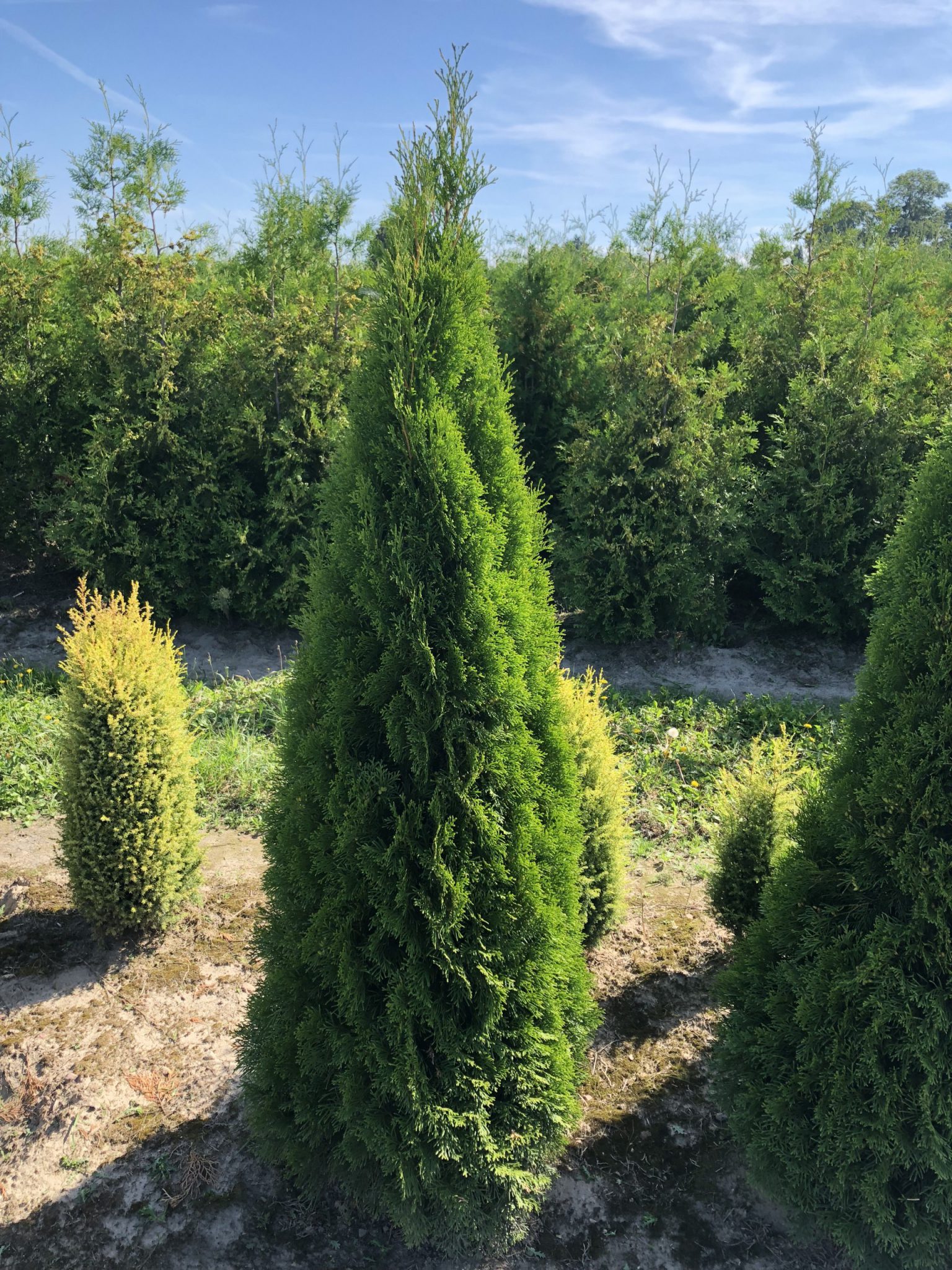 Thuja Smaragd 160-180 cm Rotklump "EXKLUSIV" - Nordensgård