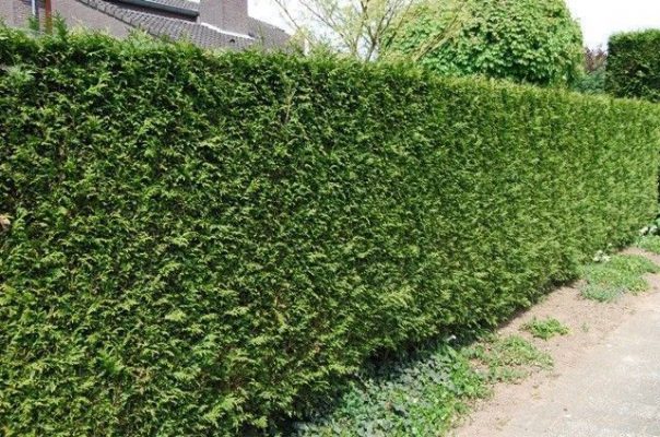 Thuja Plicata Martin Konifer 120 cm - NordensGård - Allt för trädgården