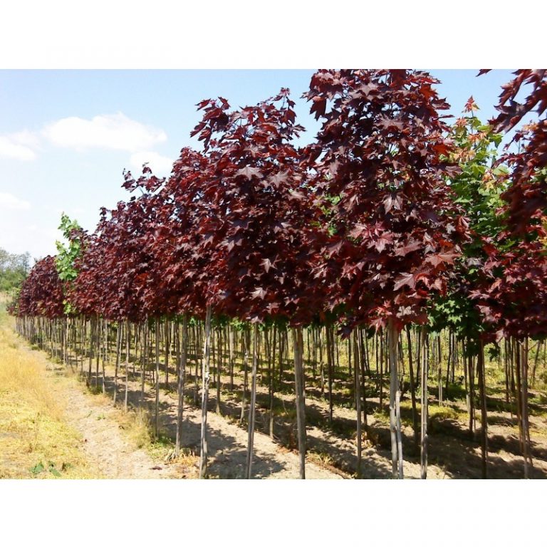 Skogslönn Acer platanoides - NordensGård