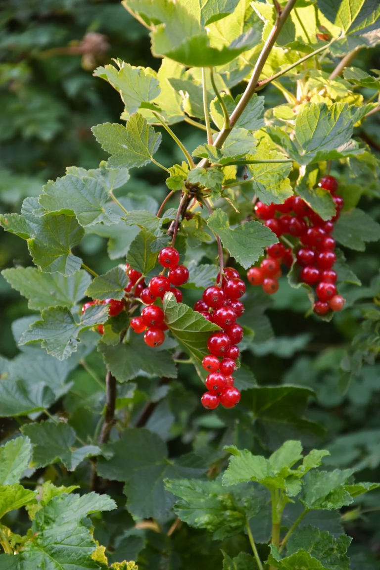 Röda Vinbär 'Jonkheer van Teets' Stam 60-80 cm - NordensGård - Allt för ...