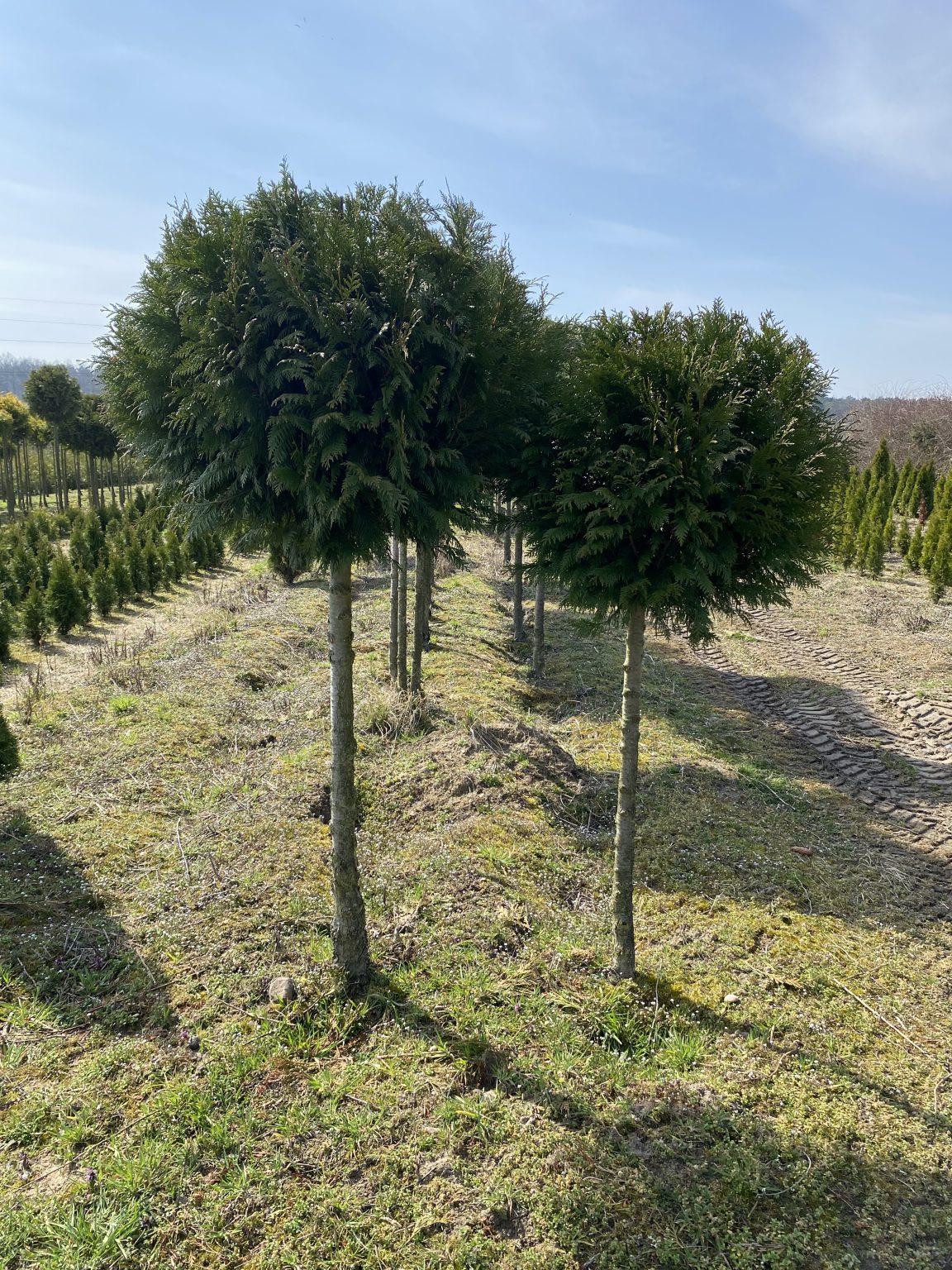 Thuja Plicata "Martin" 250-350 cm - NordensGård - Allt för trädgården