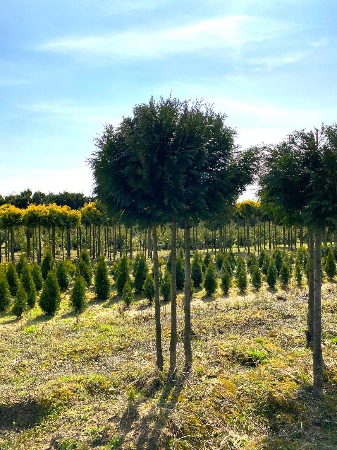 Thuja Plicata "Martin" 250-350 cm - NordensGård - Allt för trädgården