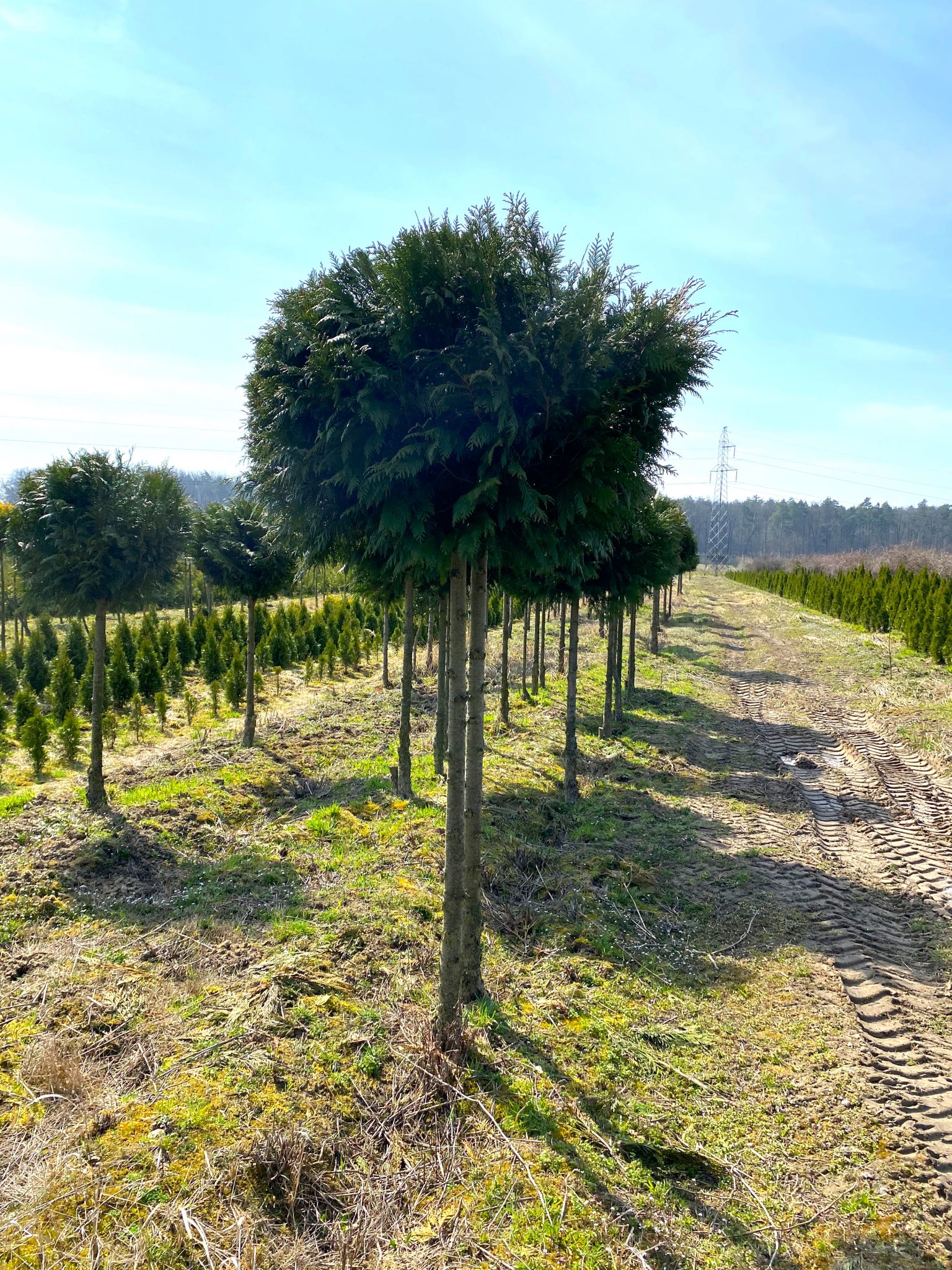 Thuja Plicata "Martin" 250-350 cm - NordensGård - Allt för trädgården