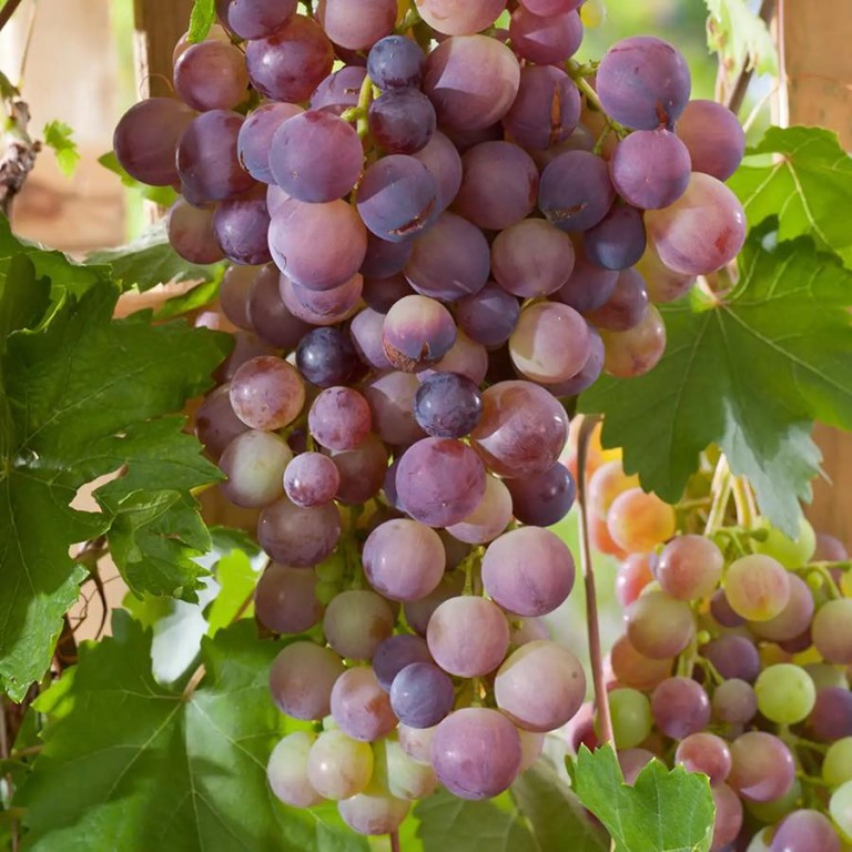 Druva 'Blå Burgunder' 60-80 cm - NordensGård - Allt för trädgården