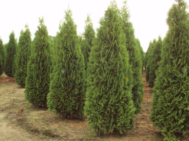 Thuja Fastigiata 60-70 cm Krukodlad 3-5L - NordensGård - Allt för ...