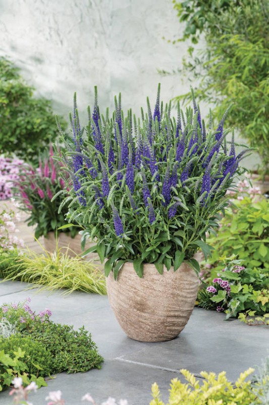 Axveronika 'Anniversary Blue' 17 cm - NordensGård - Allt för trädgården