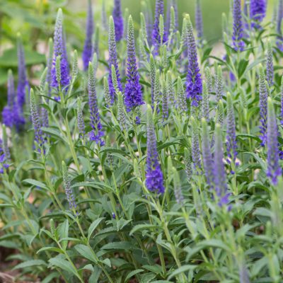 Axveronika 'Anniversary Blue' 17 cm - NordensGård - Allt för trädgården