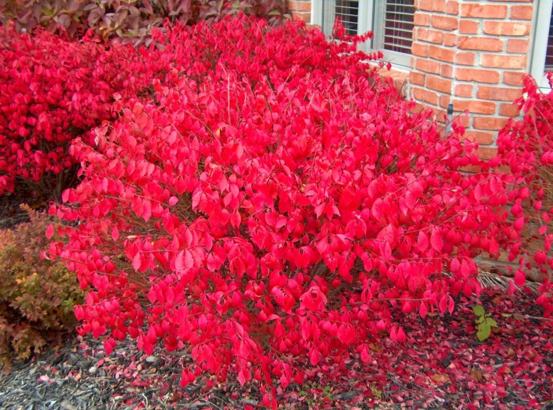 Vingbenved 60 - 70 cm - Nordensgård