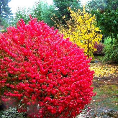 Vingbenved 60 - 70 cm - Nordensgård