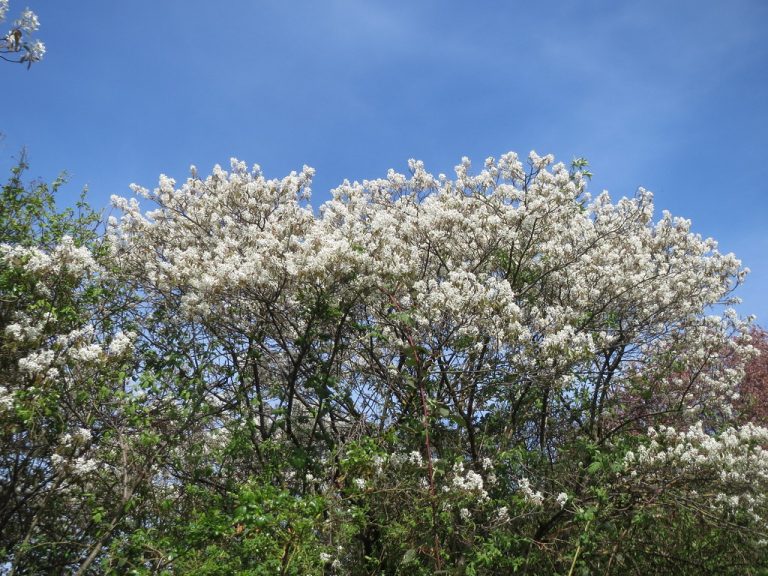 Prakthäggmispel Amelanchier lamarckii 200-250 cm - NordensGård