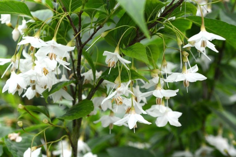 Styrax japonicus 'June Snow' 250-300 cm - NordensGård - Allt för trädgården