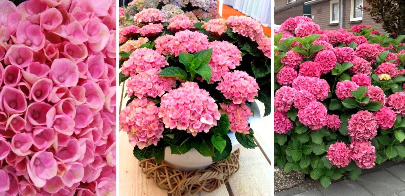 Hortensia 'Magical Revolution Rosa' 20-40 cm Kruka 2 L - Nordensgård