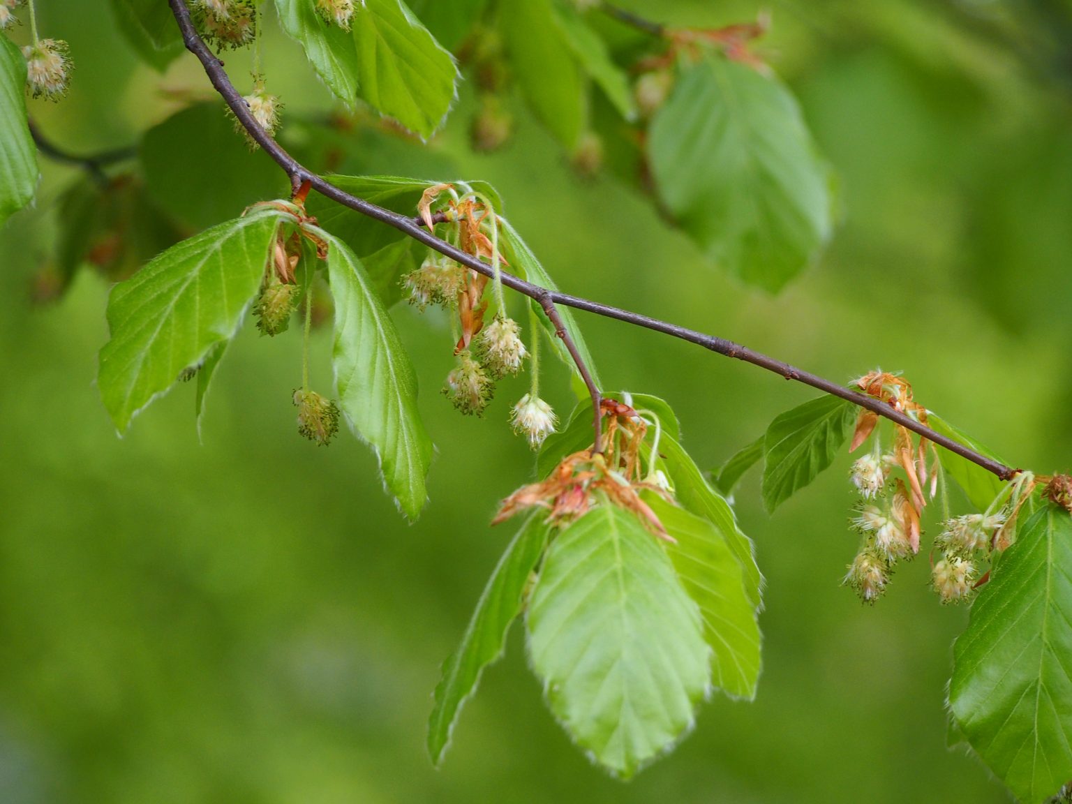 Vanlig bok Fagus Sylvatica 'Pendula' 200-250 cm Krukodlad 30L - NordensGård - Allt för trädgården
